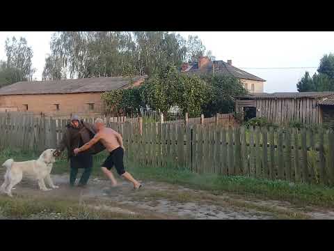 Алабай  против человека