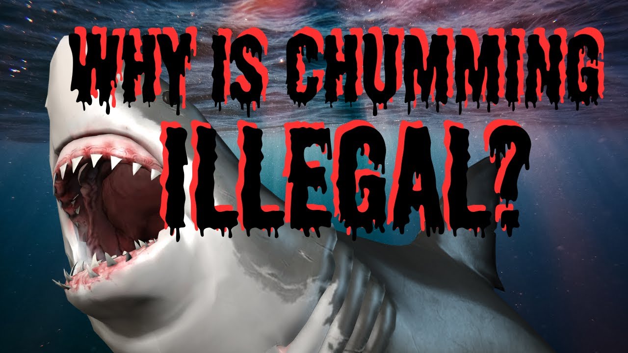 Blood in the Water: The Dangerous Consequences of Chumming Sharks - YouTube