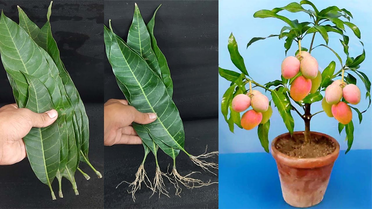 How to grow mango trees from mango leaves with 100% success - YouTube
