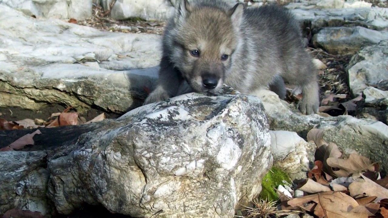 Growing Up - A Wolf-Dog Story - YouTube