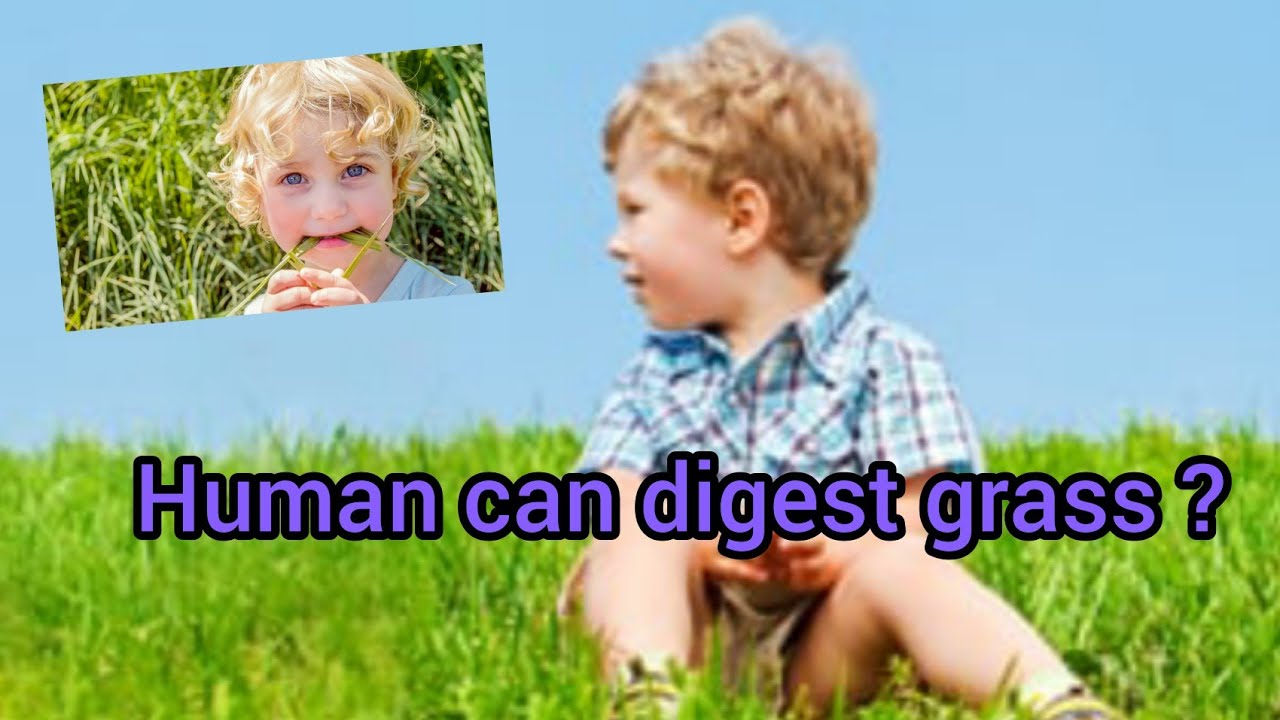 humans can digest grass | fact about human body - YouTube