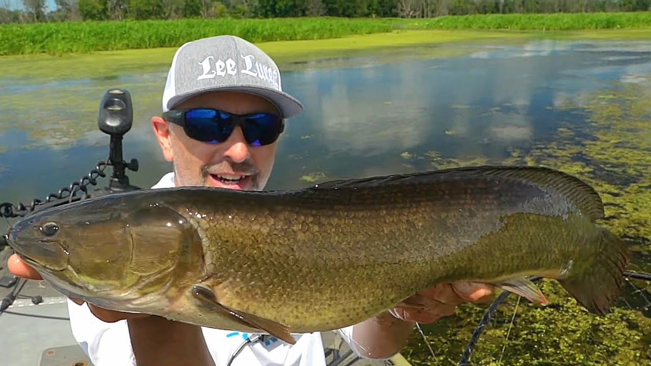 World Record Bowfin