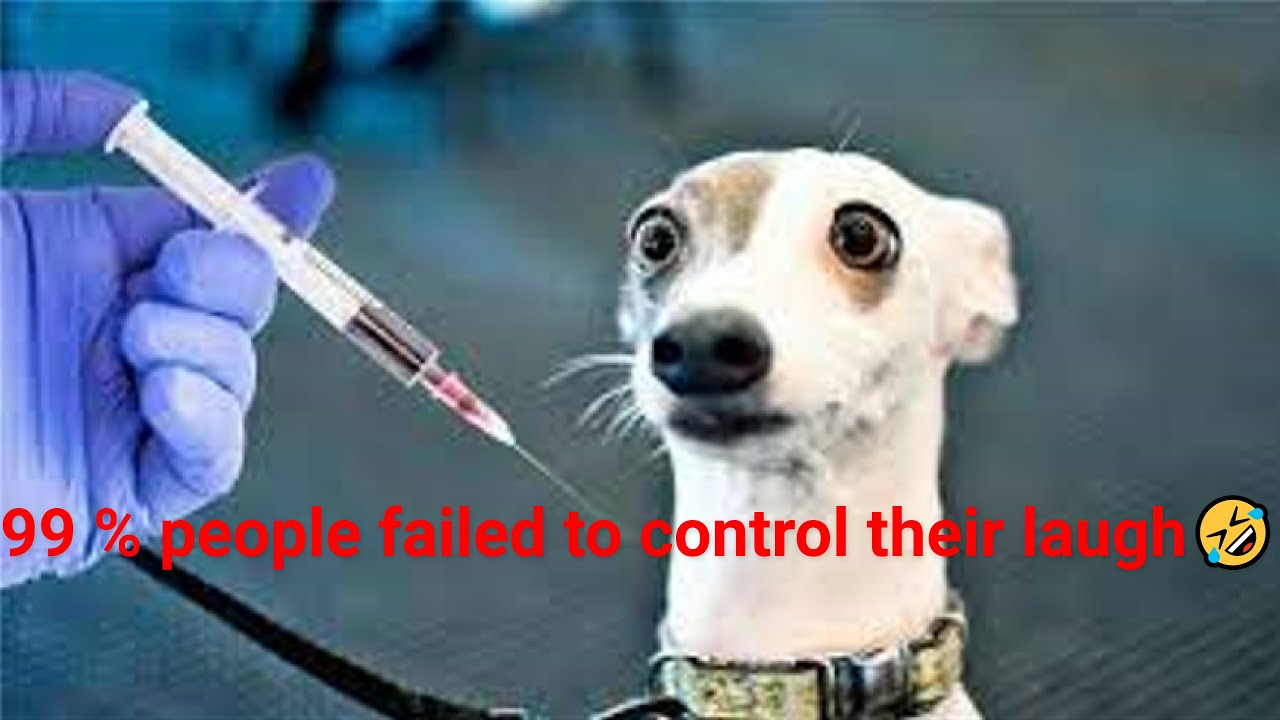 😂Funny Dog Injection videos - 🤣Best funny reaction of dogs when ...