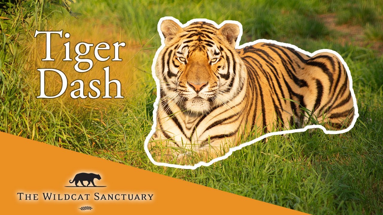 WATCH Rescued Tiger Dash Day 2 || The Wildcat Sanctuary - YouTube