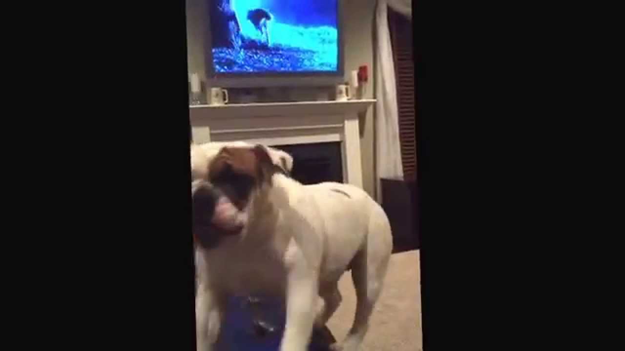 English Bulldog, Buttercup, watching the Budweiser commercial during ...