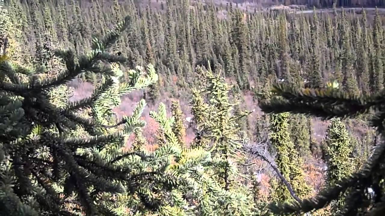 Moose Hunting NWT - YouTube
