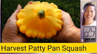 Harvest Patty Pan Squash