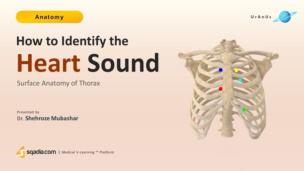 How to Identify the Heart Sound | Anatomy of Thorax Lecture | V ...
