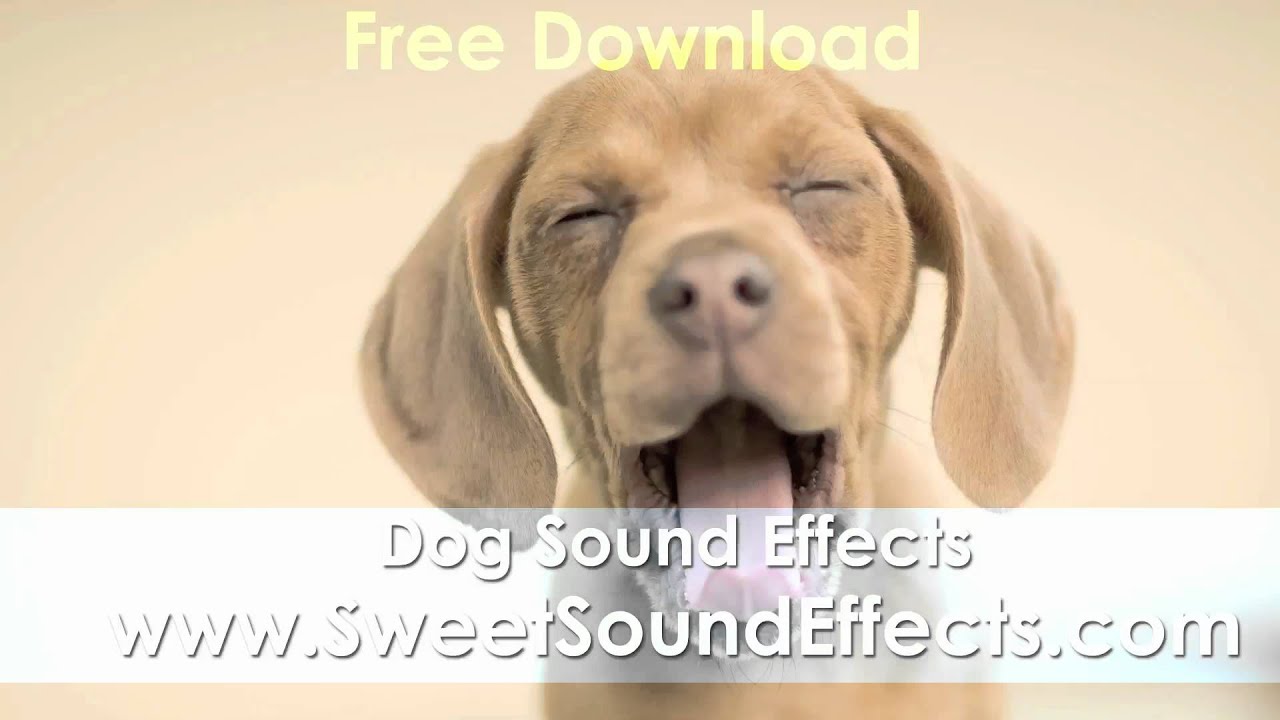 Free Dog Barking Sound Effects - YouTube
