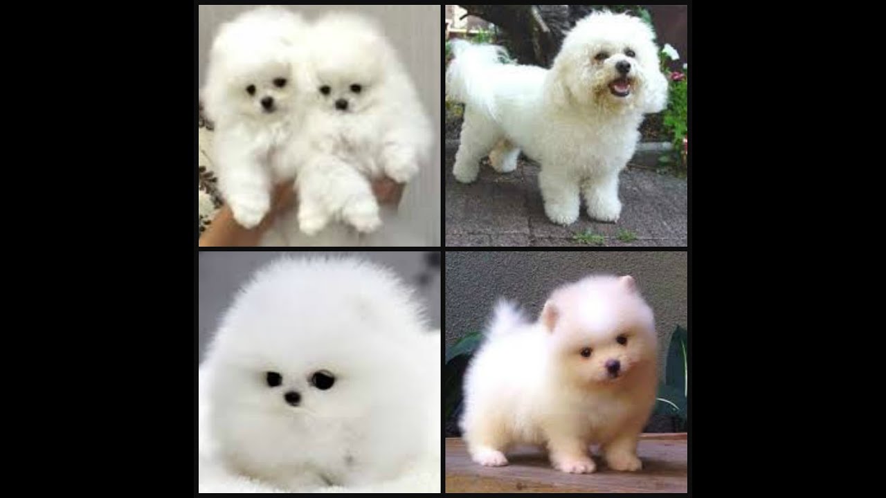 (For fans of white color puppy dog🐶( Animal colors - YouTube