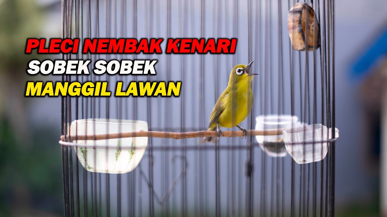 PLECI NEMBAK KENARIAN SOBEK SOBEK MANGGIL LAWAN,MASTERAN PLECI NEMBAK ...