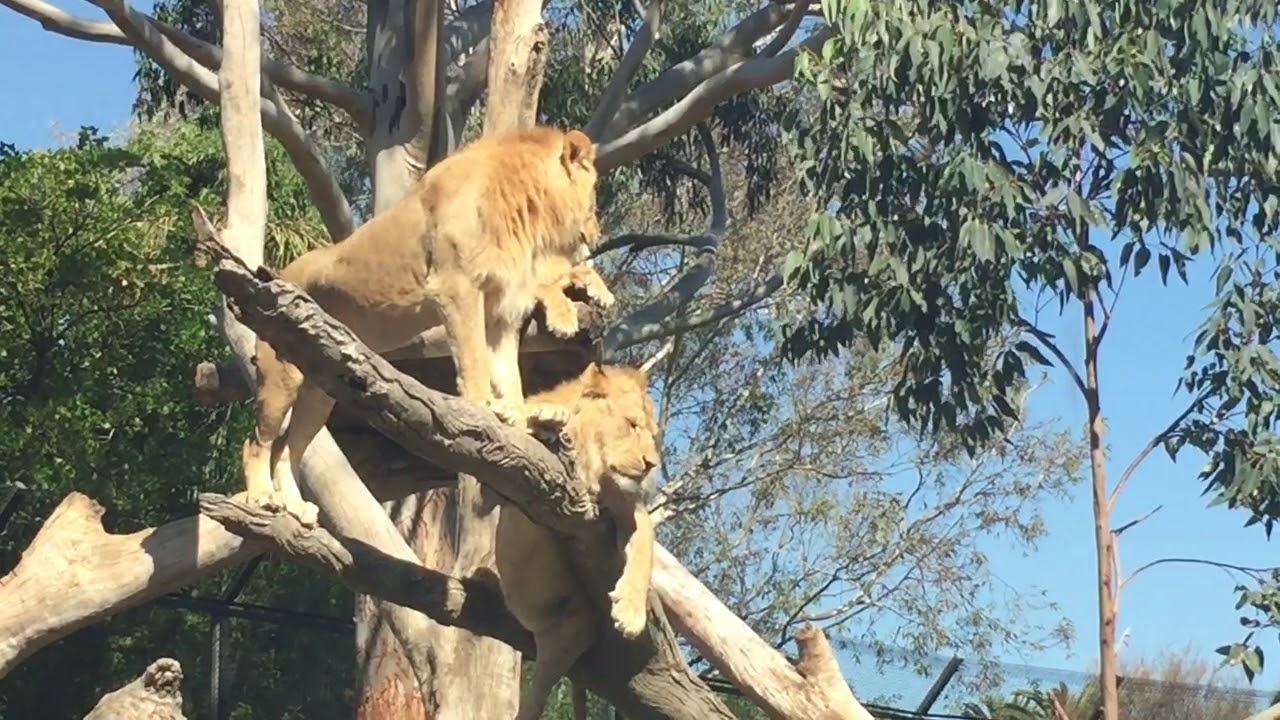 Lions at Melbourne Zoo - YouTube