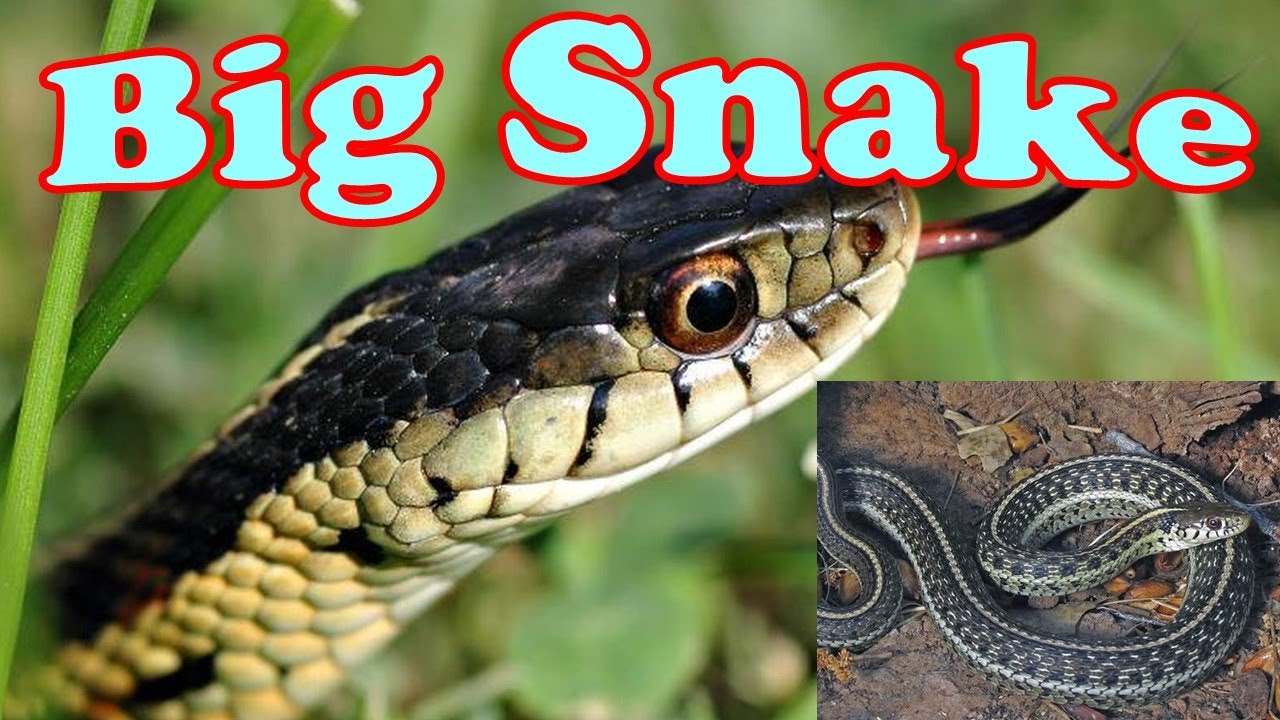 Big Snake Encounter. Garden Snake Encounter. - YouTube