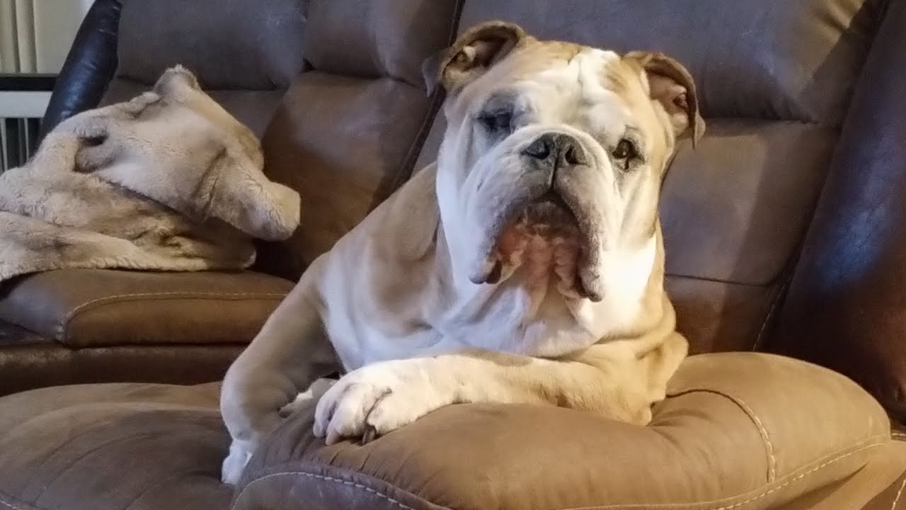 Grieving the loss of my Bulldog. ️🐾🌈ROTRBHAUSS🌈🐾 ️ - YouTube