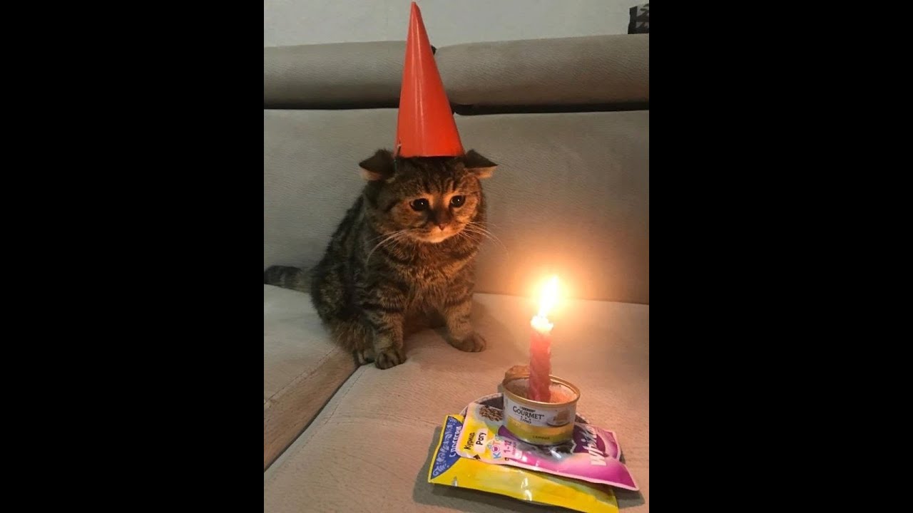 Donut smp | Building Walksy Cat! - YouTube