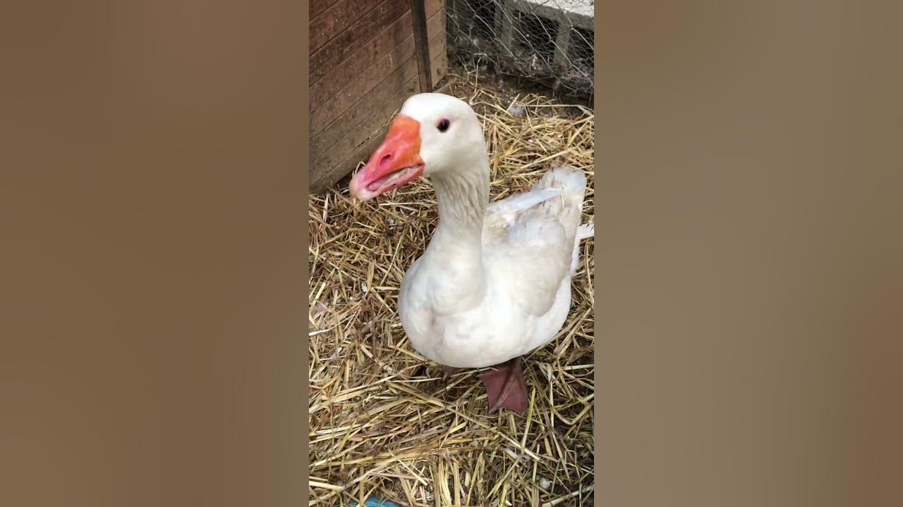 Checking in with the geese sitting on their eggs. The ganders are ...