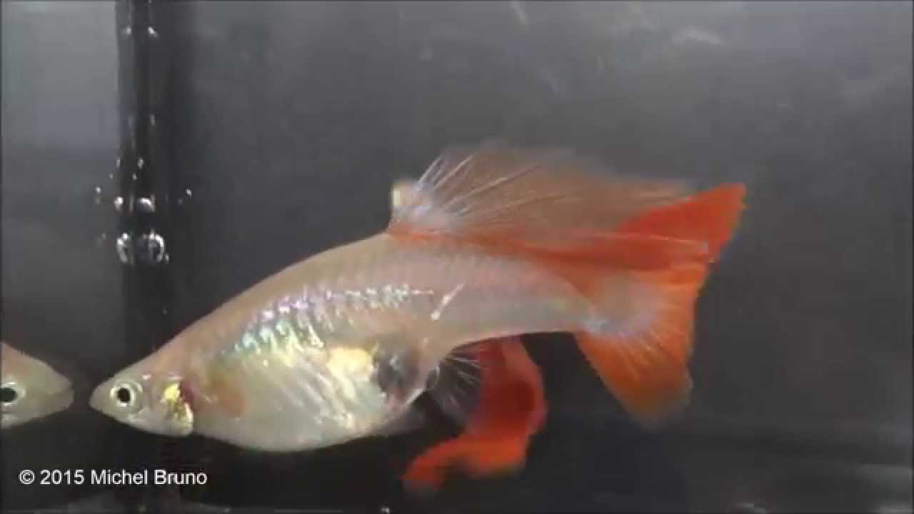 Gold Red Solid Snakeskin Guppies - YouTube