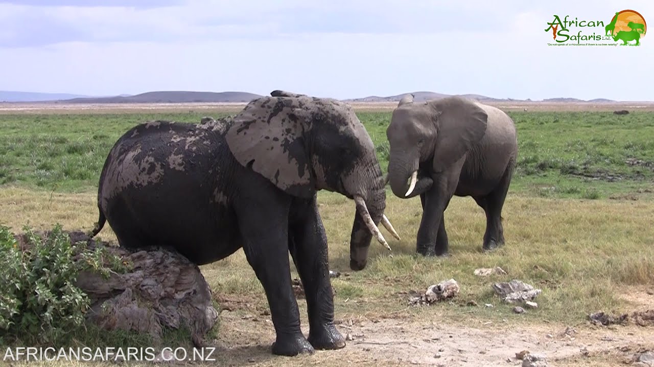 How does an elephant scratch an itch? - YouTube