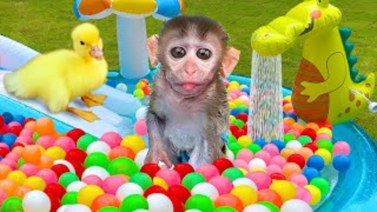 Baby Monkey Chu Chu Plays Water Park With Puppies And Eats Ice Cream So ...