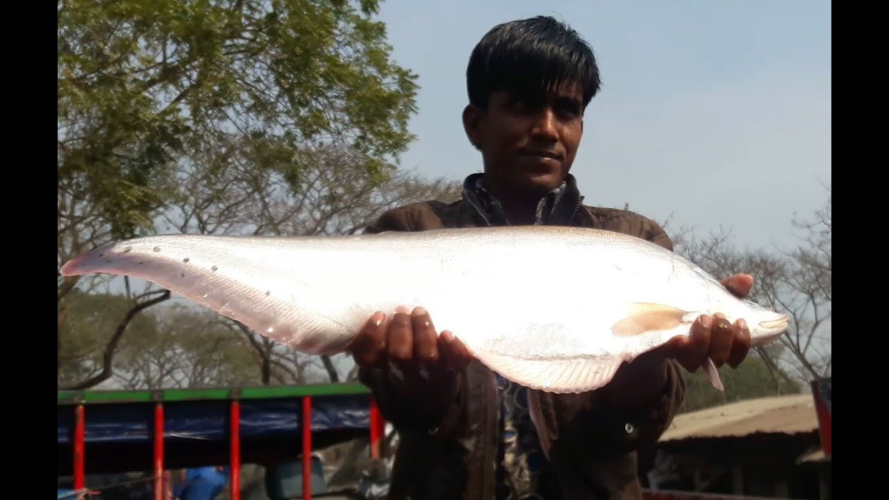 Fish market। 10 kg Chitla fish catching in pond।Catching fish hunting ...