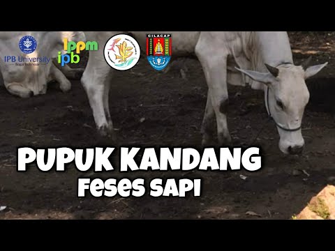 Cara Pembuatan Pupuk Kandang dari Feses Sapi - YouTube