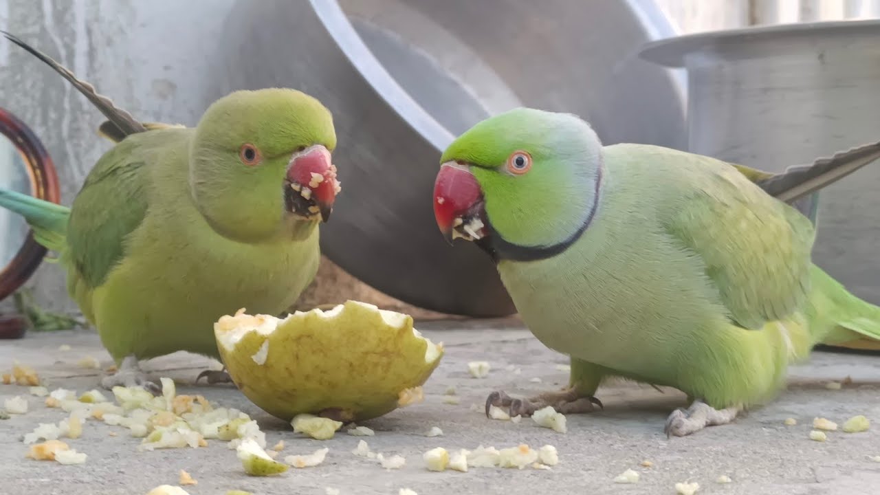 Funny Ringneck Talking Parrot - YouTube