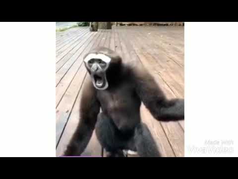 screaming chimpanzee - YouTube
