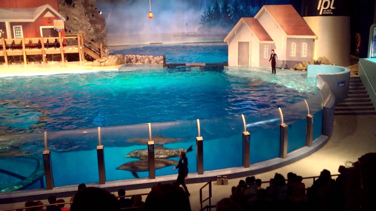 Dolphin Show And Indianapolis Zoo YouTube dolphin-show-and-indianapolis-zoo-youtube