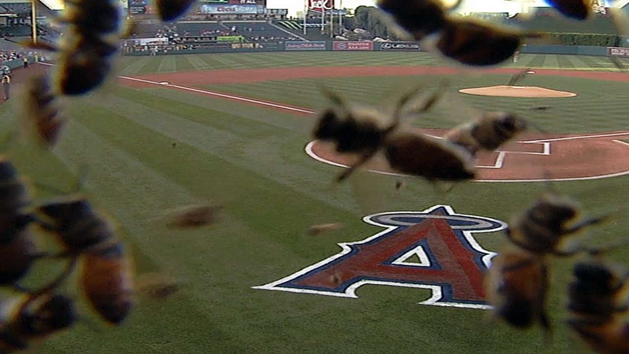 Mike Pence and fly bring memories of pests stealing sports spotlight