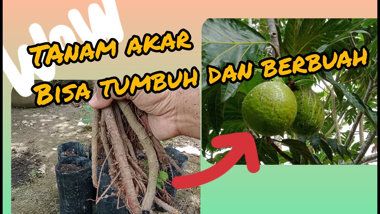 Stek Akar Sukun ternyata mudah Tumbuh - YouTube