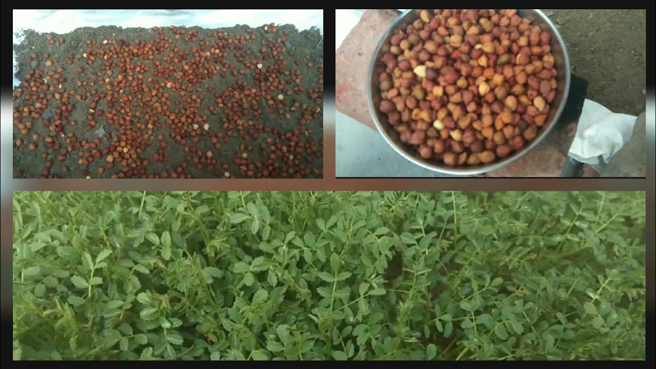 #chickpea #chanaplant #chana. How to grow chickpea / chana plant in ...