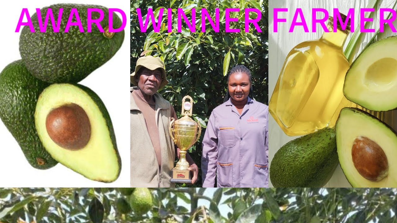 I learnt Avocado Farming through YouTube || Award winner 🏆 Farmer - YouTube