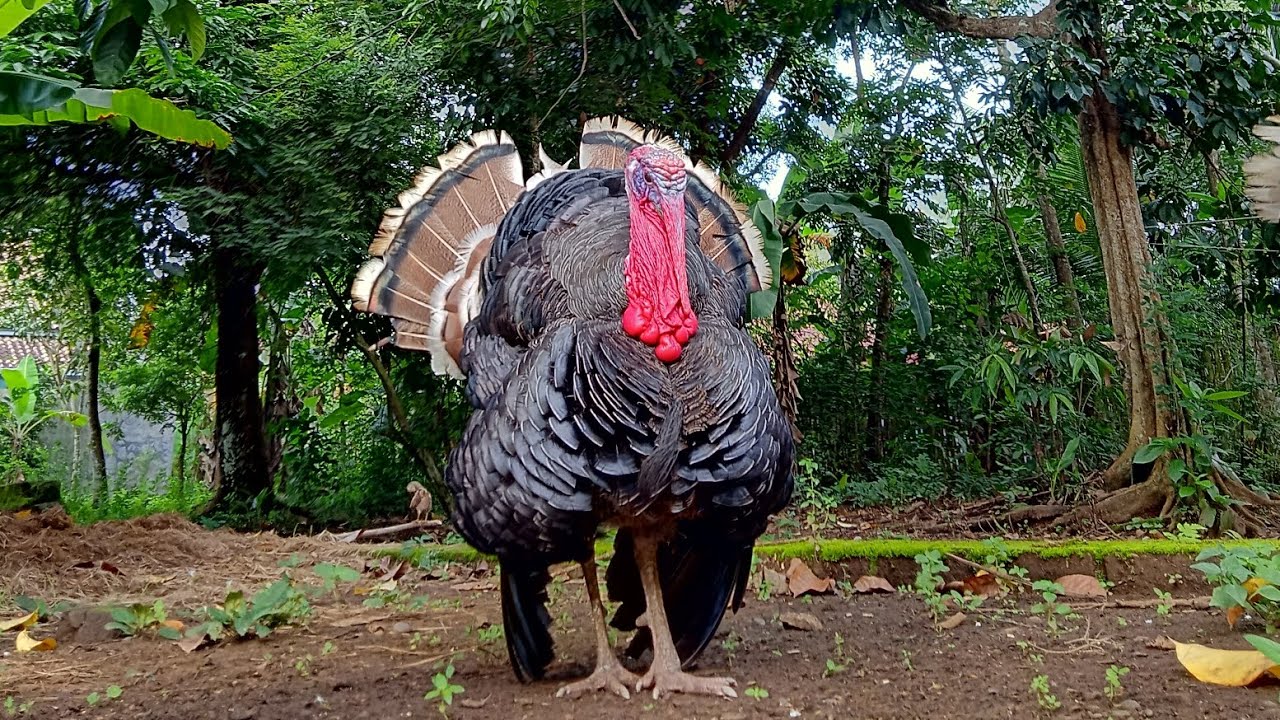 watch this video how my turkey almost attacked me lmao - YouTube