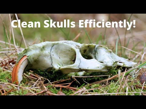 Cleaning Skulls With Dermestid Beetles! Easy! - YouTube