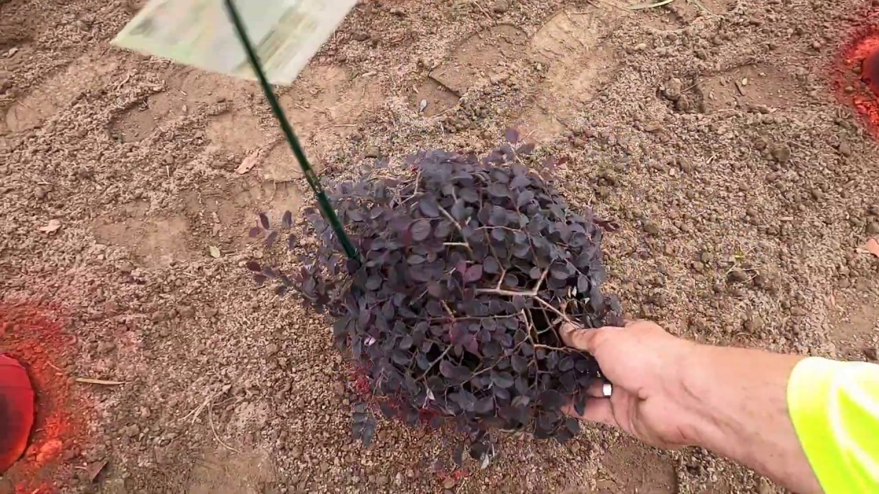 Plant Placement Done Properly | Landscaping Tips - YouTube