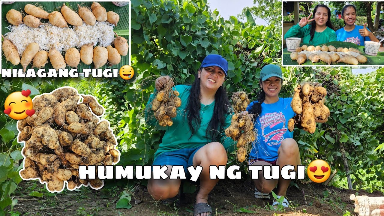 Humukay kami ng Tugi | Freshly Harvest Nilagang Tugi for Breakfast ...