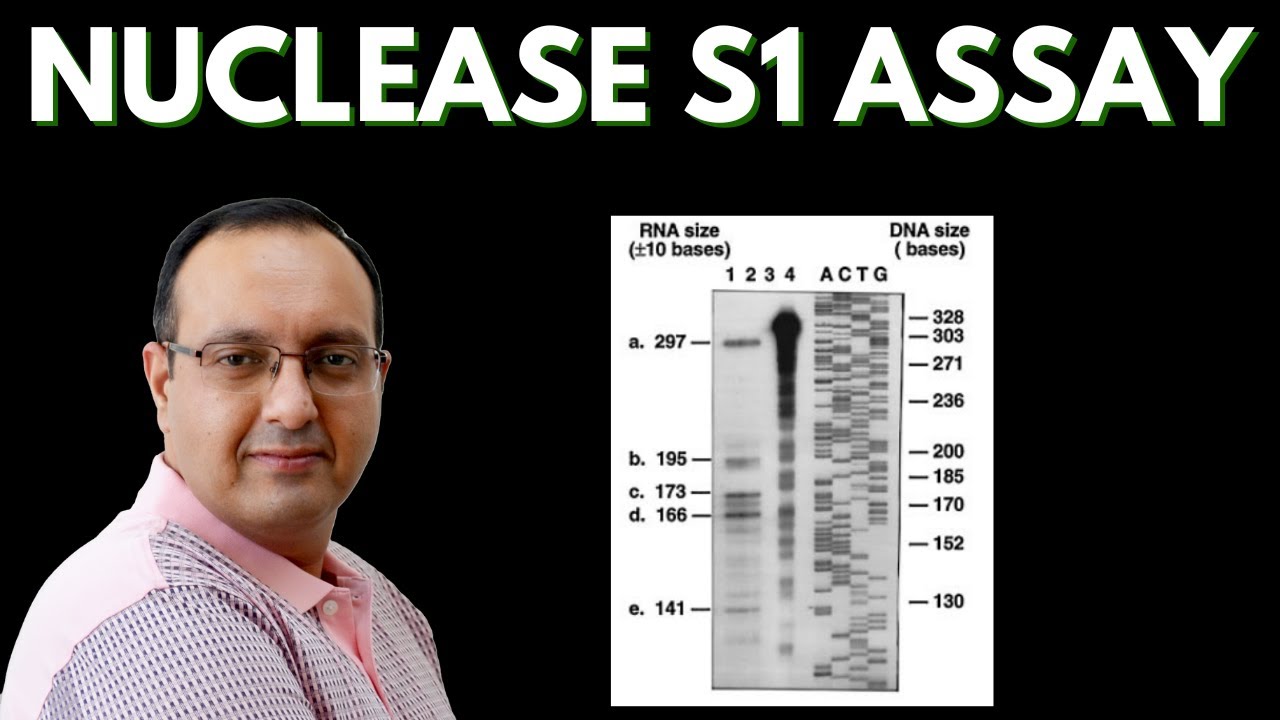 S1 Nuclease Assay | Transcriptome Analysis - YouTube