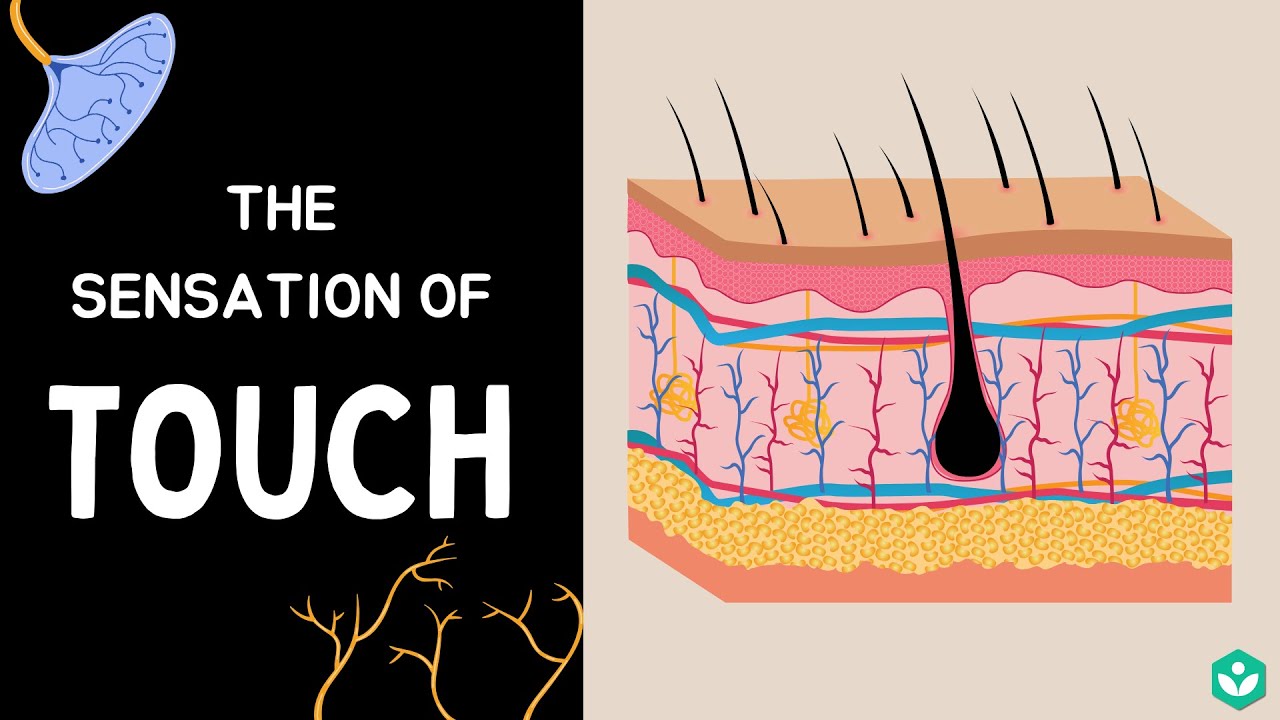The Sensation of Touch | Sense organs | Class 9 | Biology | Telangana ...