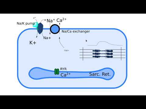 How digoxin works - YouTube