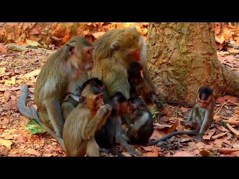 Good Take care Monkey /Two Mama Monkey Sit around Together With all ...