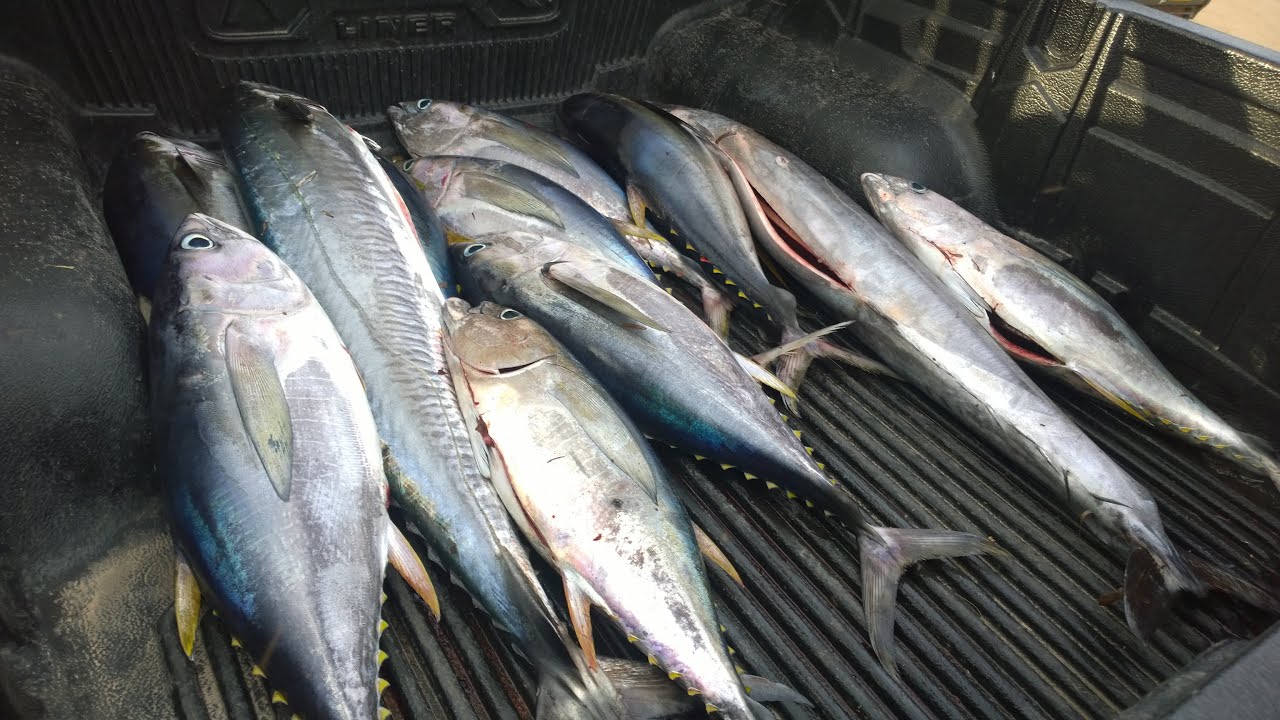 FWS16/17-01 - Kingfish, Wahoo, Yellowfin Tuna and Humpback whales ...