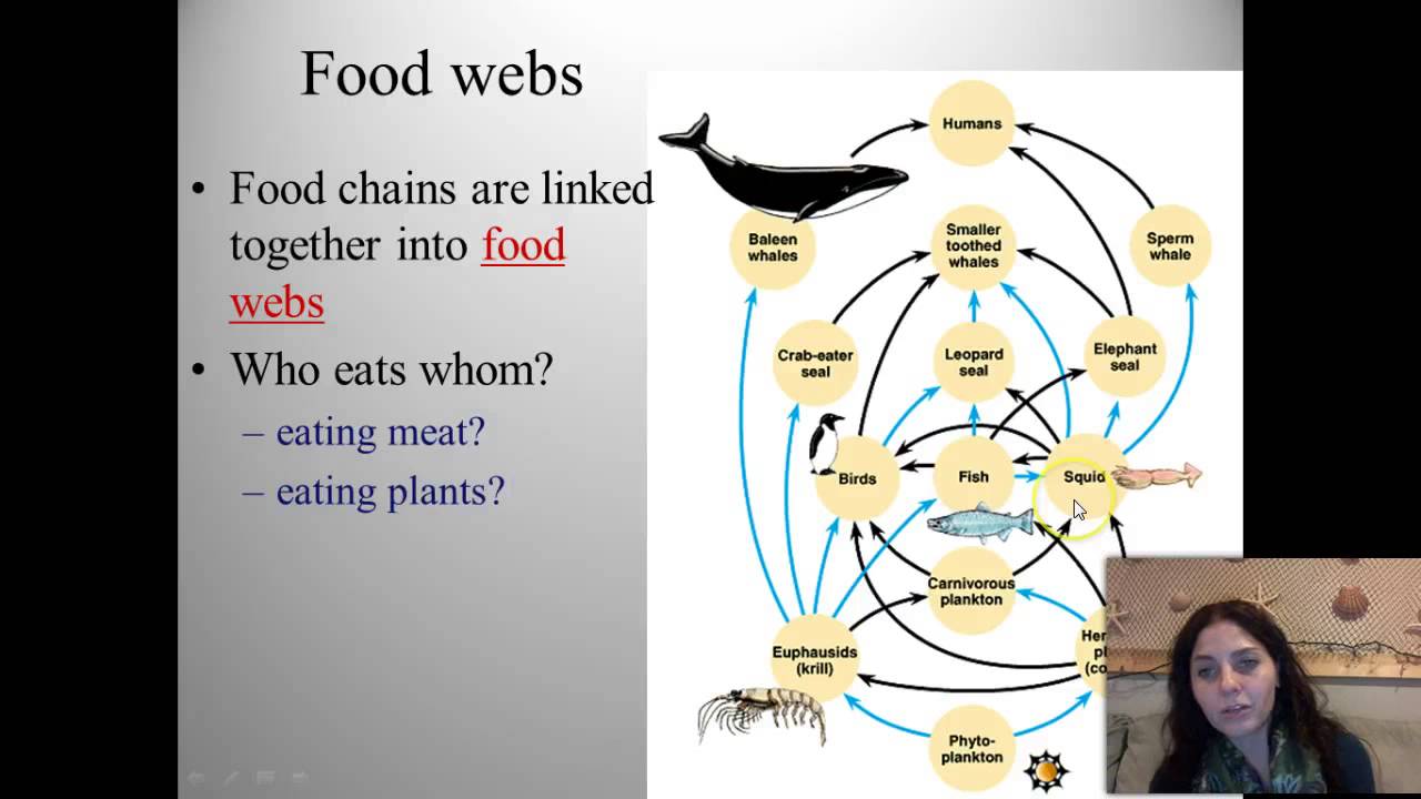 Food chains, food webs, and trophic levels - YouTube
