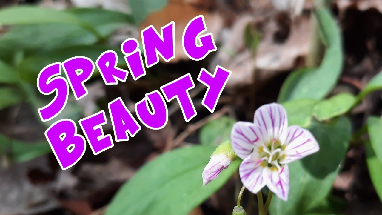 Spring Beauty - An Edible Spring Plant - YouTube