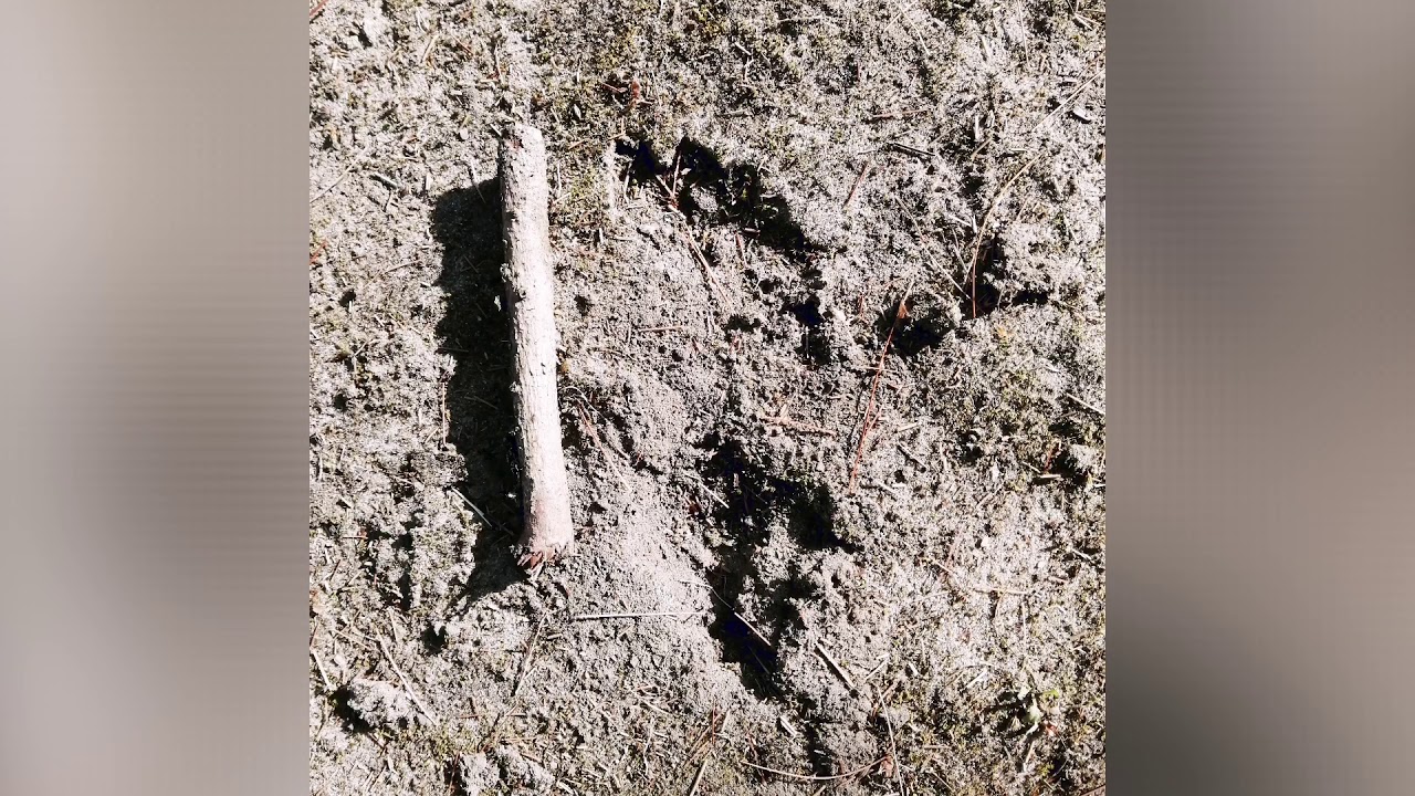 Yeti in the bush - Juvenile Yeti Foot Print - YouTube