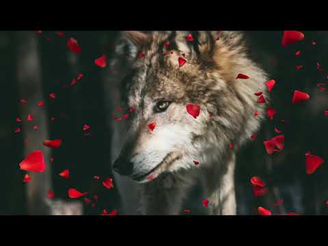 Wolf Meditation Music 1 - YouTube