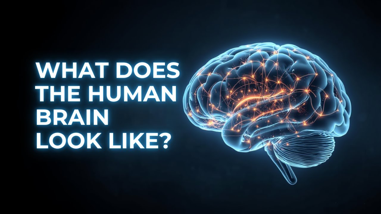 What Does The Human Brain Look Like? - Full Documentary - YouTube