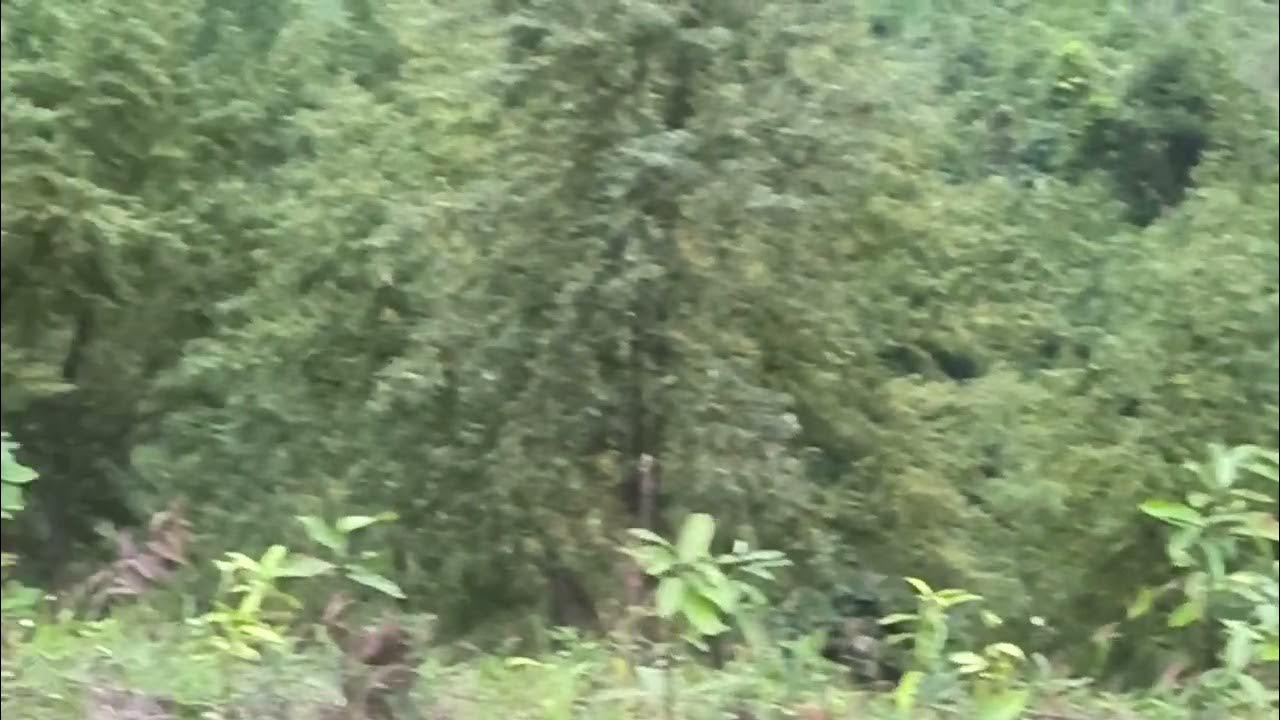 ntev lawm tsis tau tso nej saib - YouTube