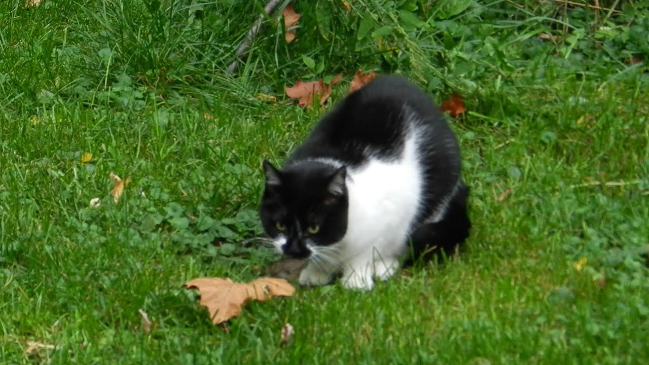 CAT CATCHING A MOUSE - YouTube