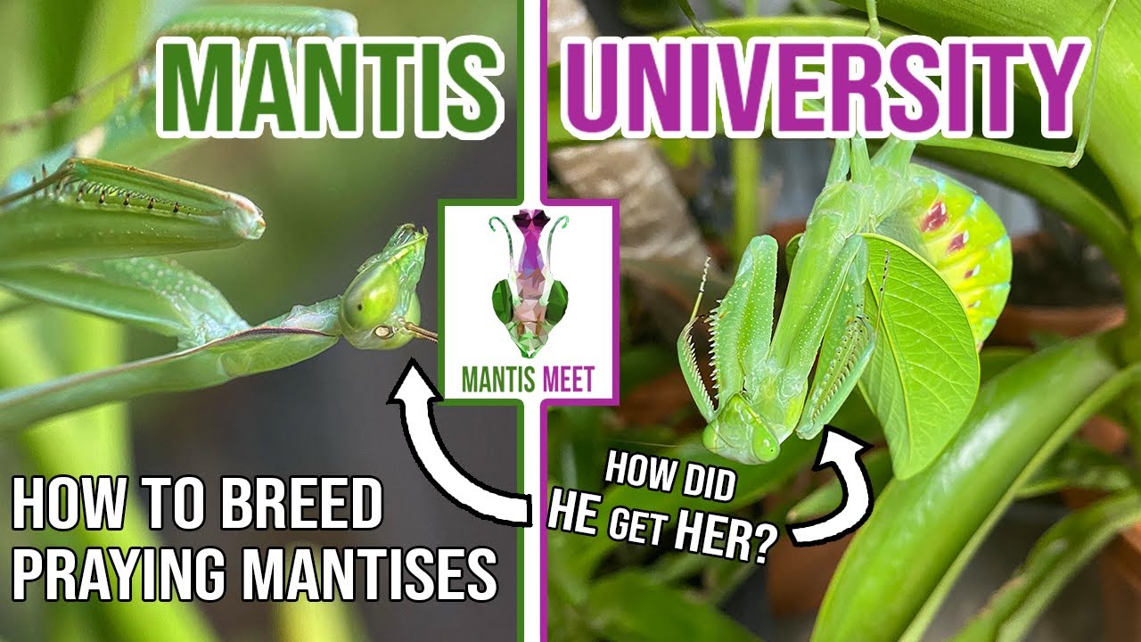 Mantis University 2: How to Breed Mantises - YouTube
