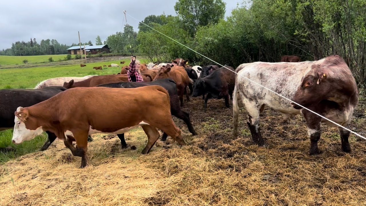 Moving The Cows To A New Patch Of Pasture With Our Fast Fencing Set Up ...